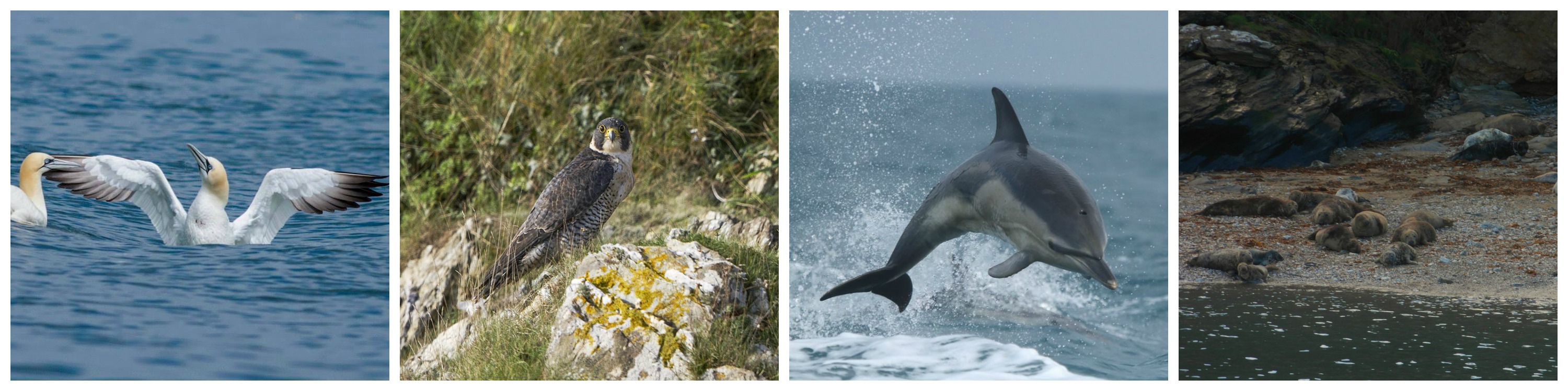 Visit Falmouth's Ak Wildlife Cruises Competition | Visit Falmouth