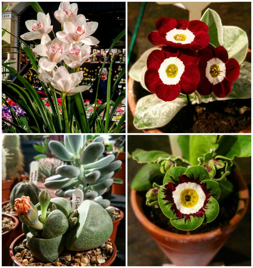 Falmouth Spring Festival in March with Falmouth Flower Show